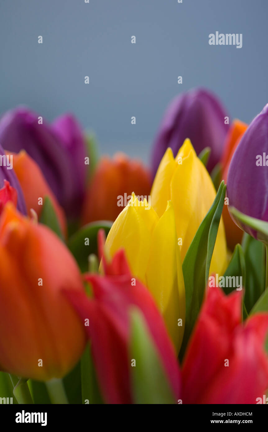 Liliaceae tulips hi-res stock photography and images - Alamy