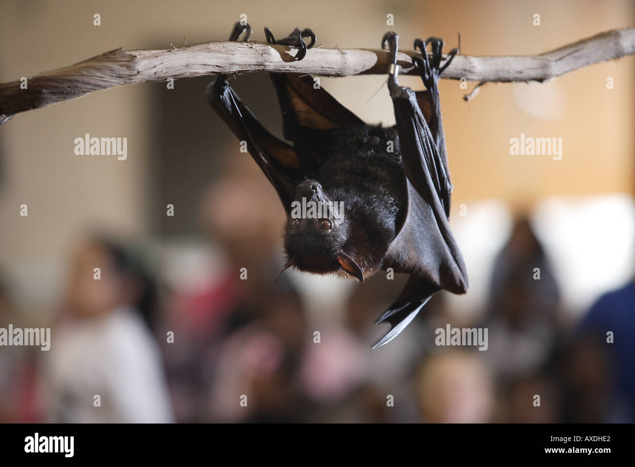 flying fox Worlds Largest Bat Stock Photo - Alamy