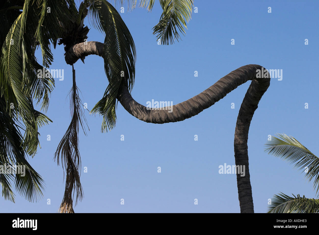 Twisted palm tree hi-res stock photography and images - Alamy
