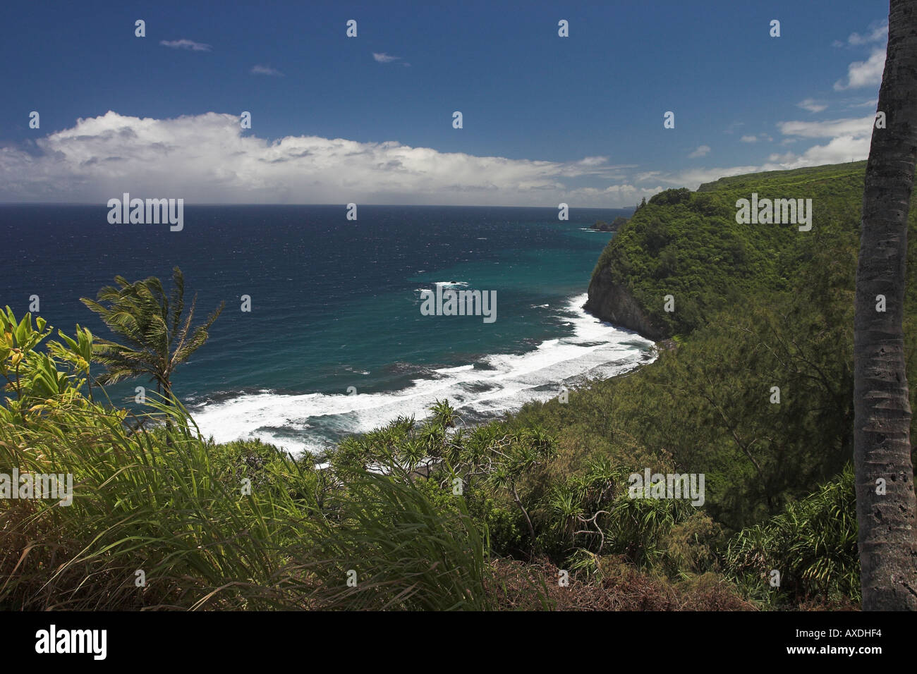 Rainforest lush shore hill ocean hi-res stock photography and images ...