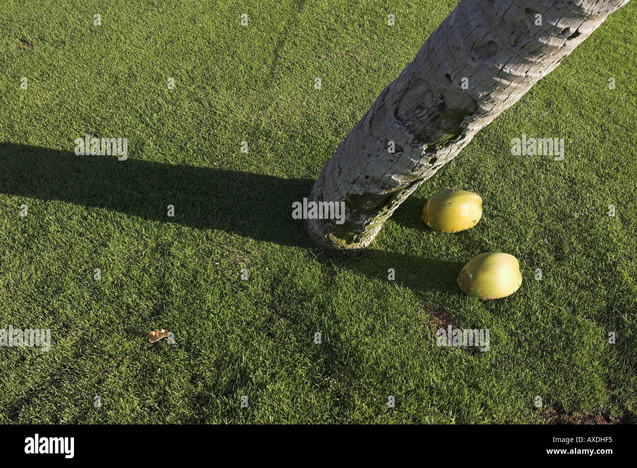 Tree and Fruit, Pole and Balls Stock Photo - Alamy
