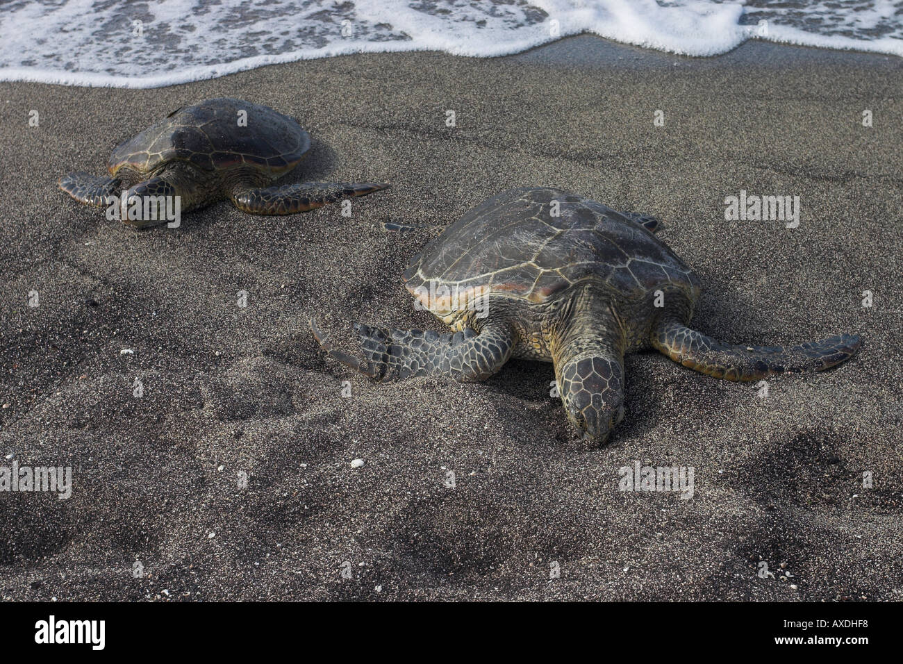 Two sea turtles hi-res stock photography and images - Alamy