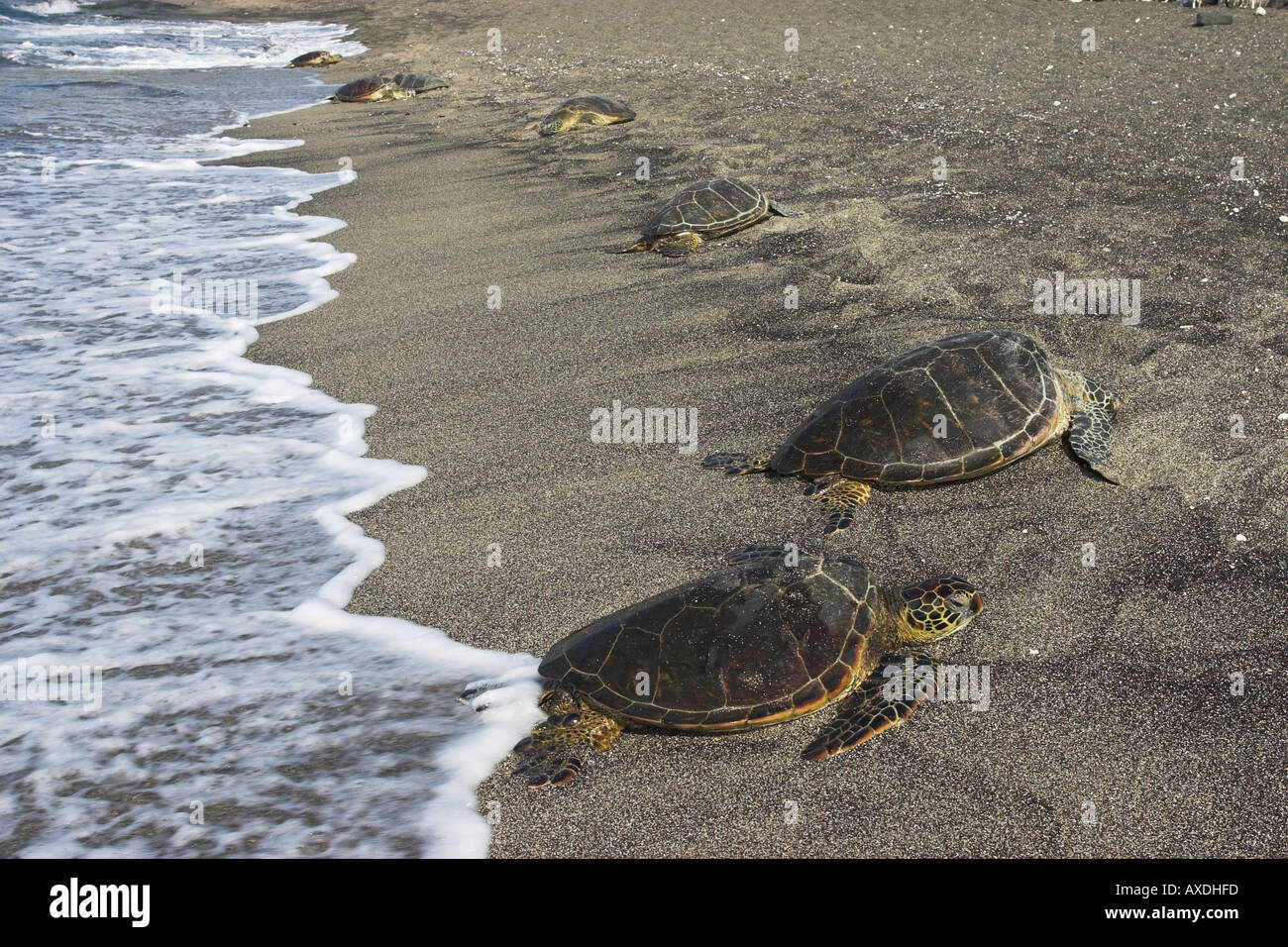 Waves of Turtles: Seven endangered and protected Hawaiian sea turtles ...