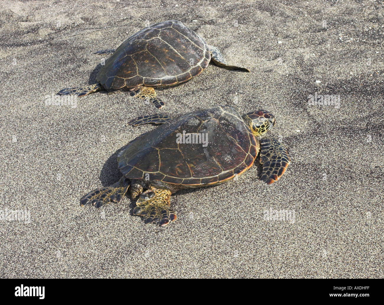 Above the tide: Two recently wet endangered and protected Hawaiian sea ...