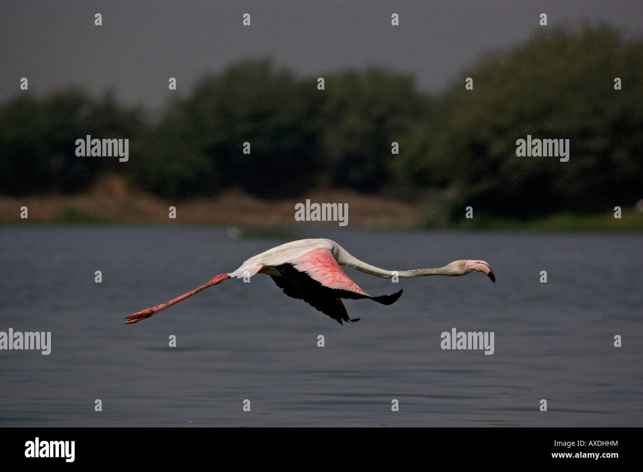 flamingo in flight Stock Photo - Alamy