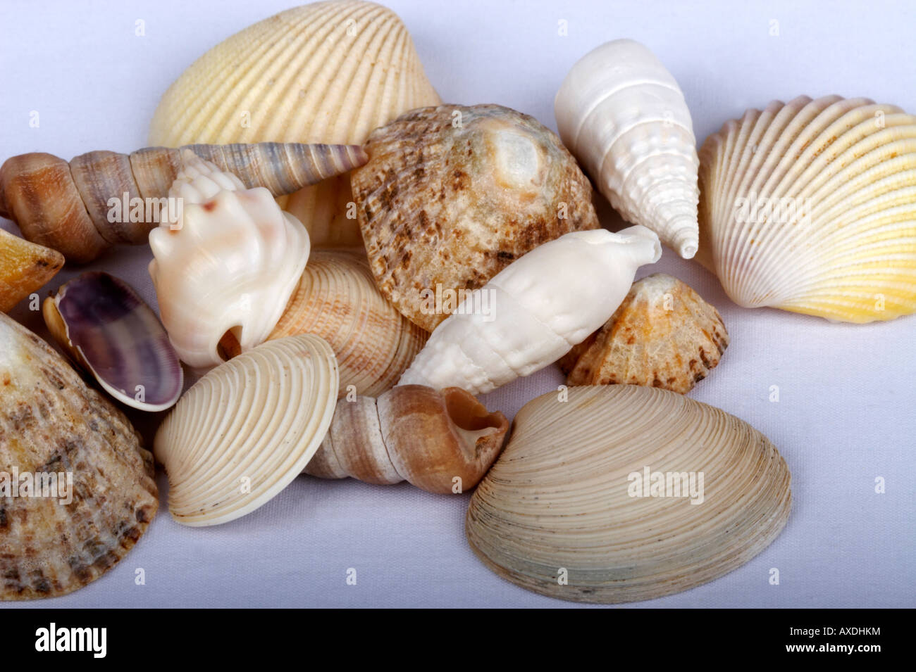 Collection of sea shells Stock Photo - Alamy