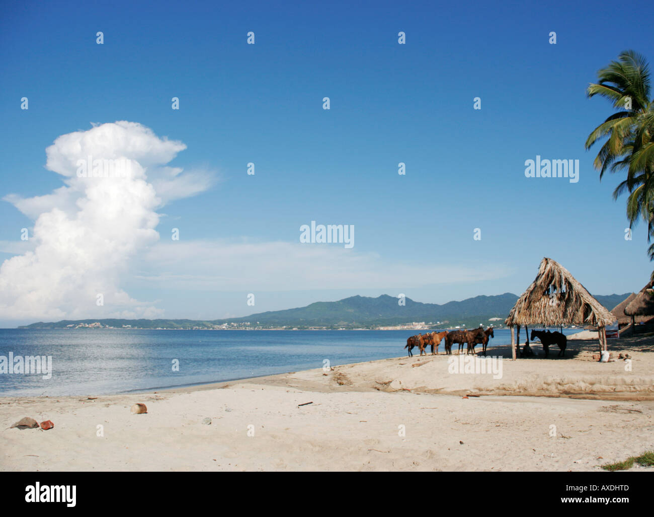 Horses on Bucerias Beach Stock Photo - Alamy