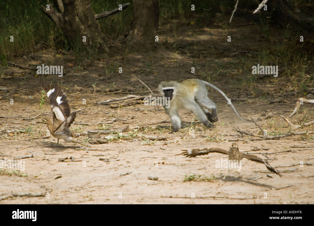 A vervet monkey chasing two water dikkops Stock Photo - Alamy
