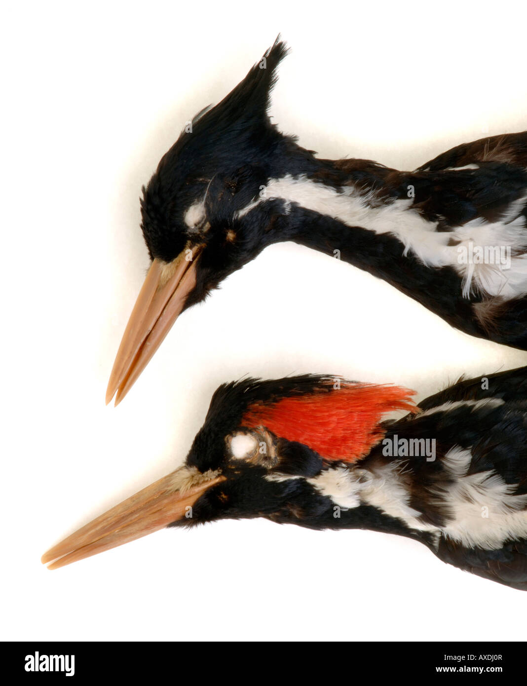 Extinct bird, Campephilus principalis, Ivory billed Woodpecker, YPM ...