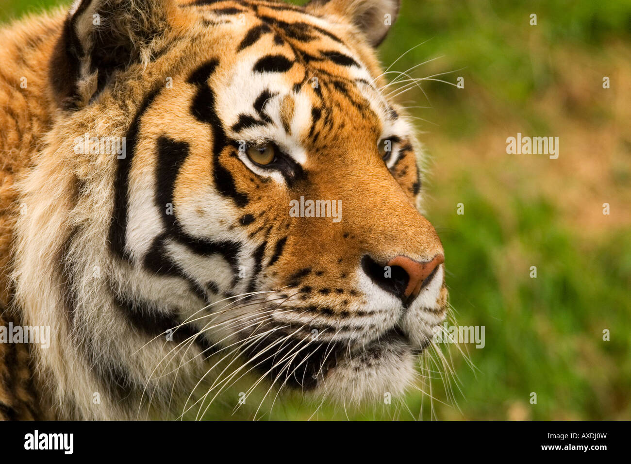 Bengal Tiger Portrait taken at Ben's Zoo, Sparkwell, Dartmoor, Devon ...