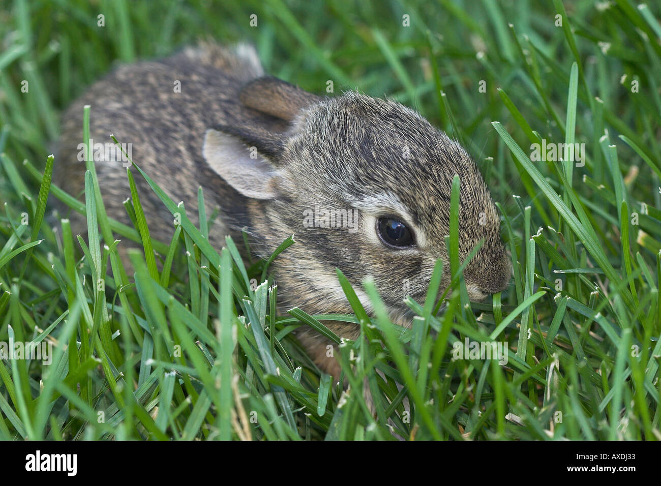 Baby Bunny in the Grass (3) A new born rabbit surrounded by blades of ...
