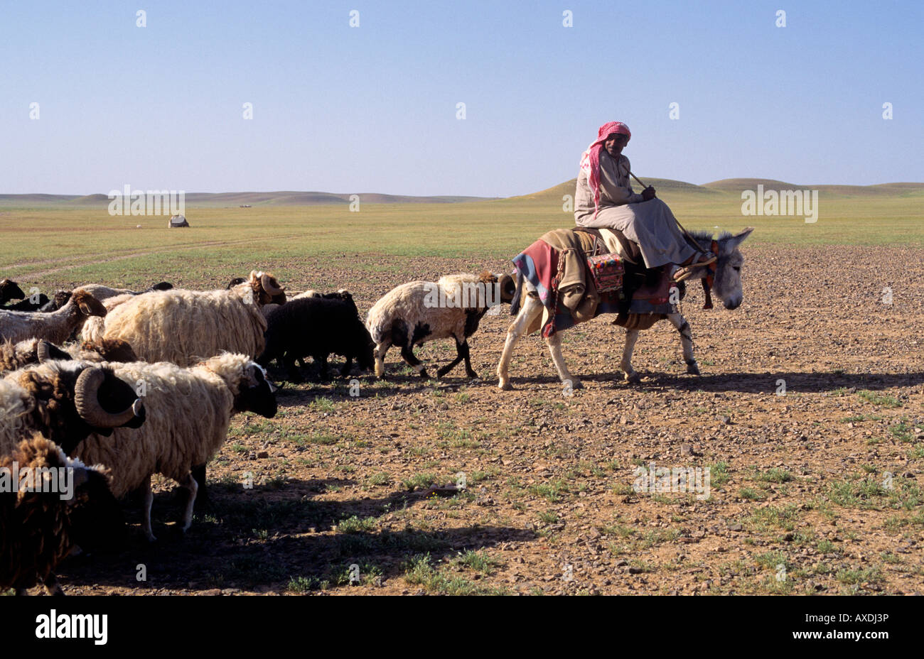 Desert shepherding hi-res stock photography and images - Alamy