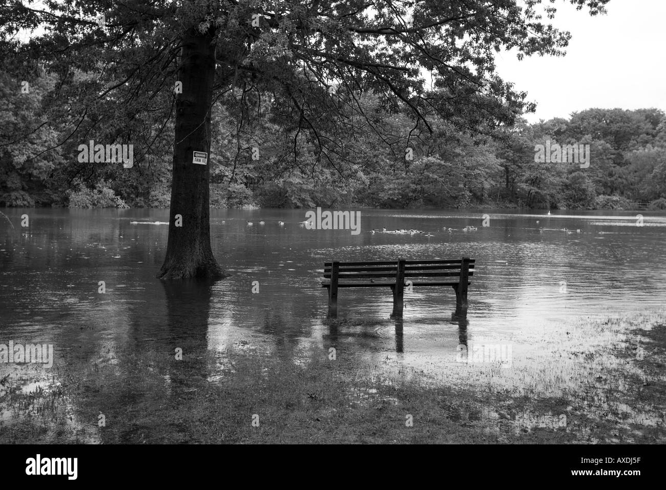 Flooded park scenic landscape with water tree and park bench in black ...
