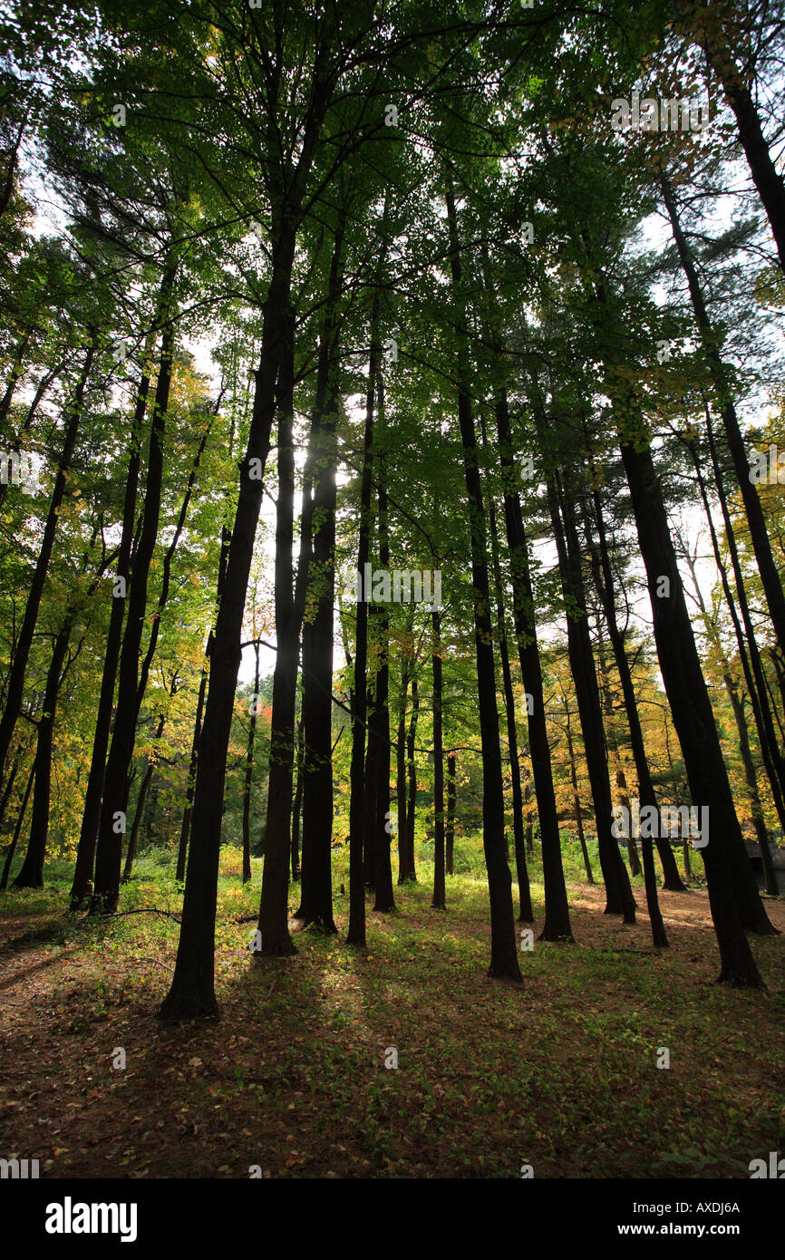 Stock Photo of Nature and landscape, tall pine trees with sunlight ...
