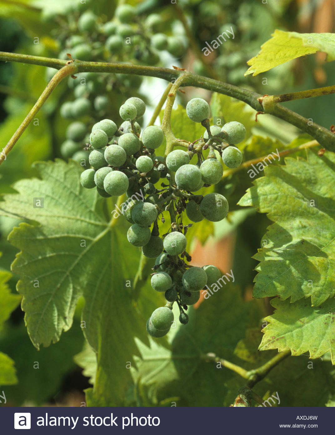 Powdery Mildew Grapes Stock Photos & Powdery Mildew Grapes Stock Images ...