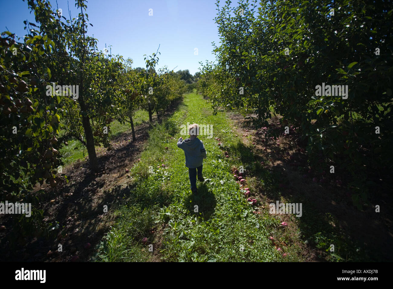 Small Child running through Rows of Apple Trees in an Orchard during ...