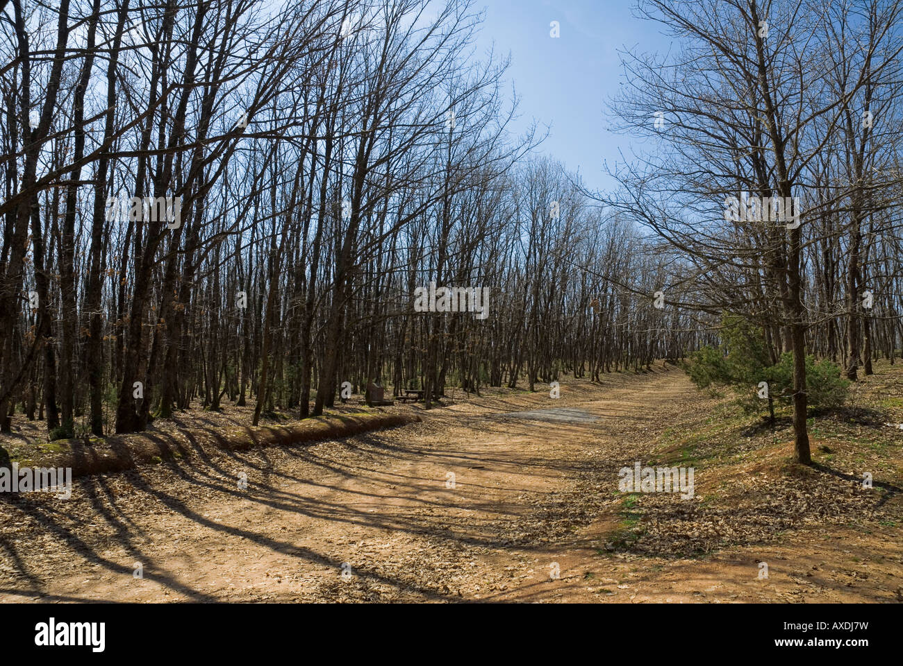 Dry oak trees shadowing earth path Stock Photo - Alamy