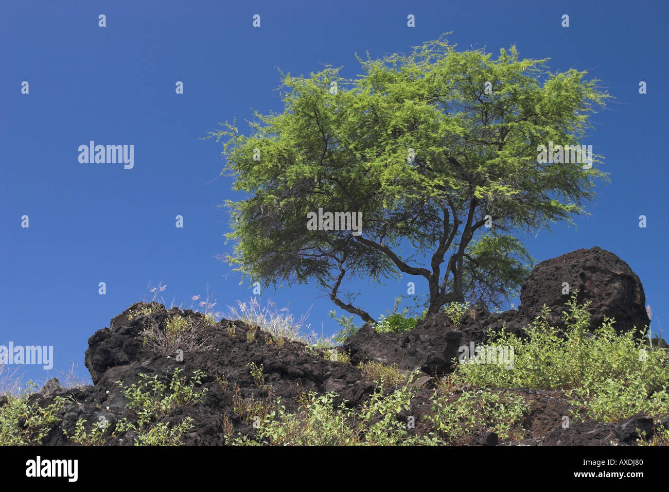 Singular rock hi-res stock photography and images - Alamy