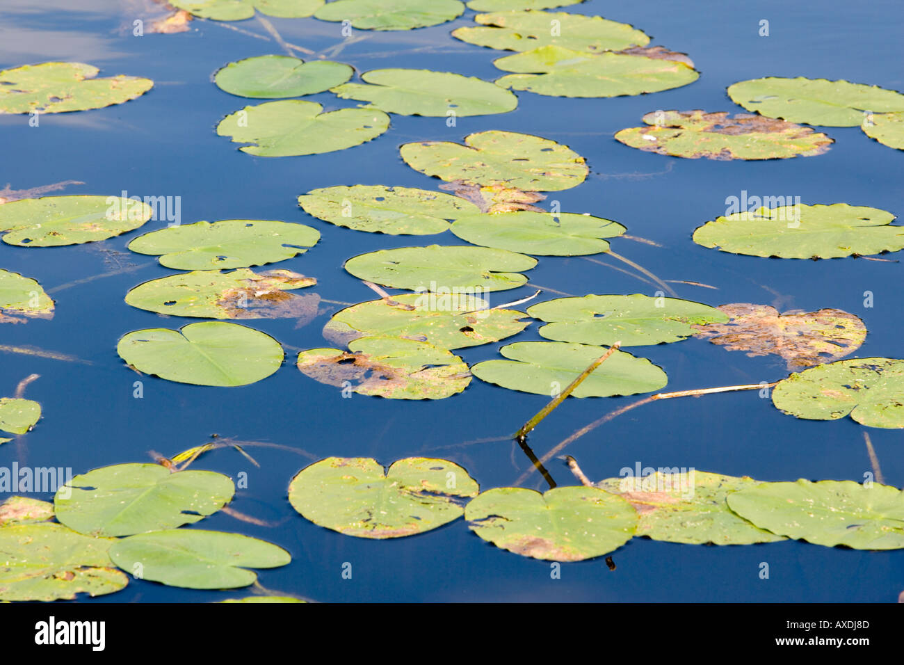 Stock photo of lily pads forming a pattern on a pond, changing color ...