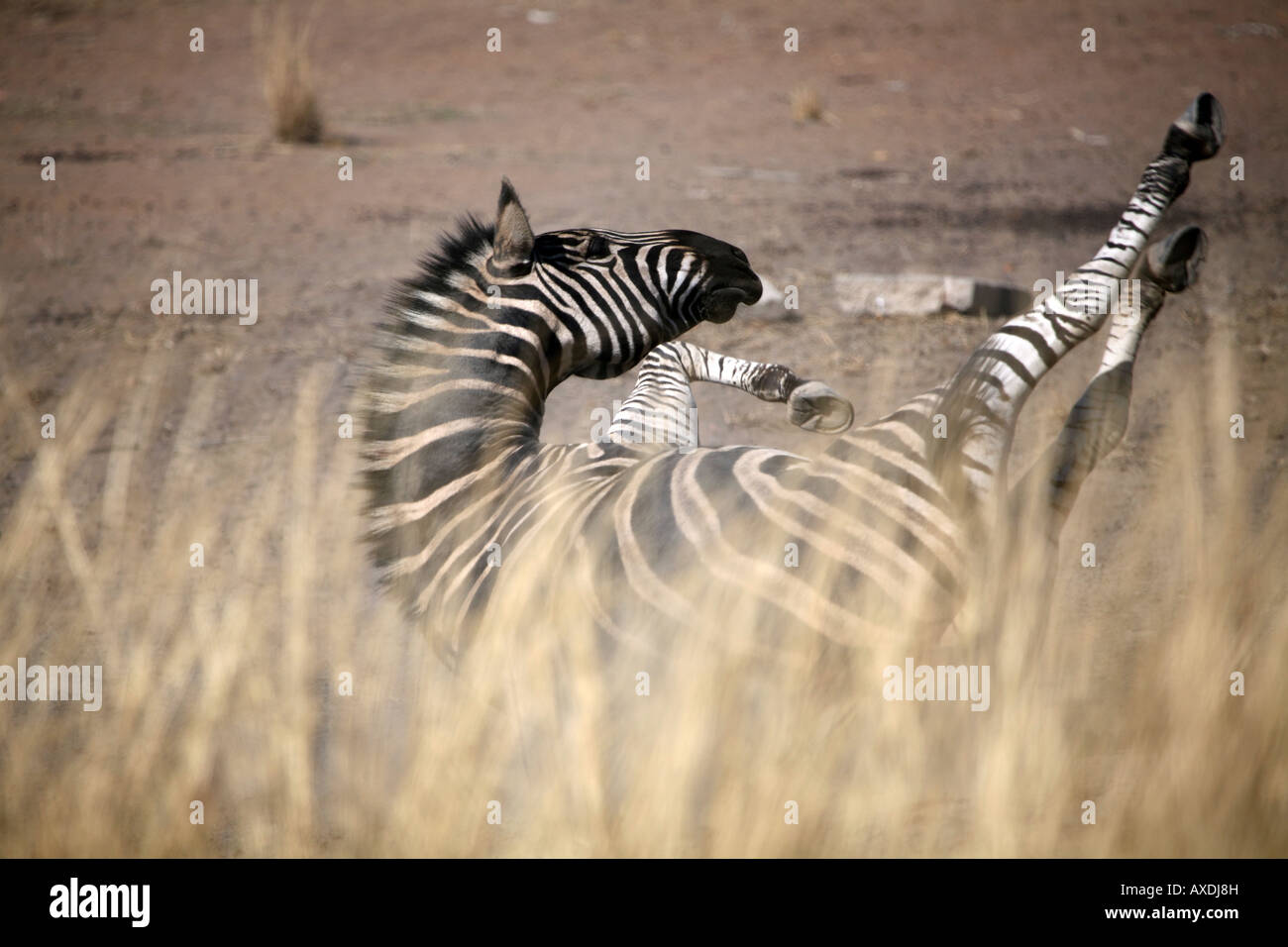 Zebra having dust bath Stock Photo - Alamy