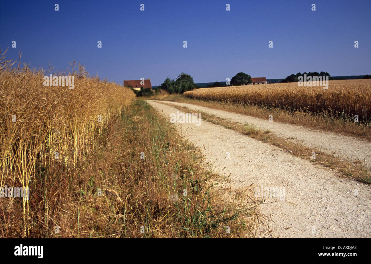 A track and a field of crops on a farm in the Loire Valley France Stock ...