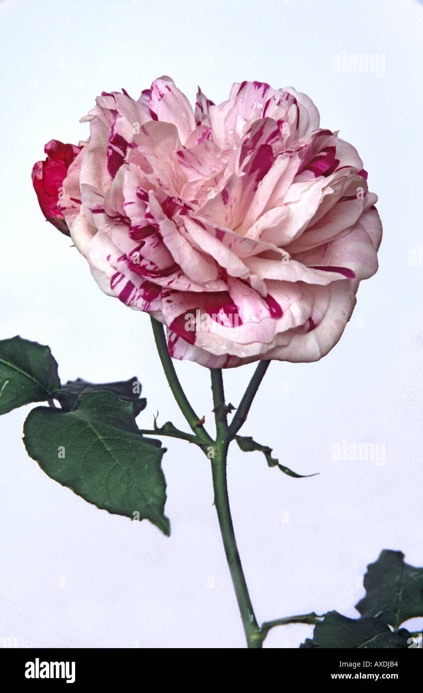 Shades of pink and white hi-res stock photography and images - Alamy