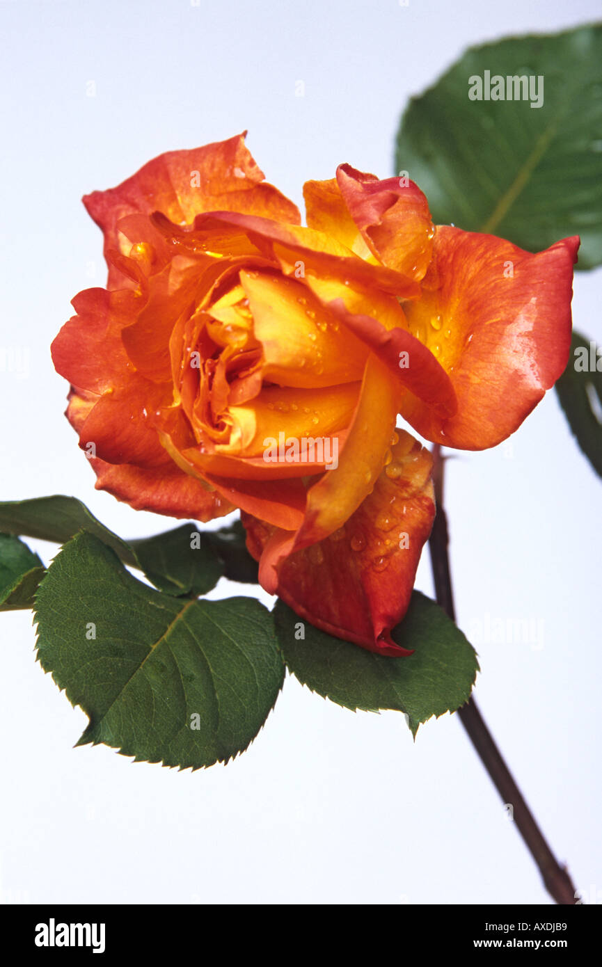 Shades of orange rose hi-res stock photography and images - Alamy
