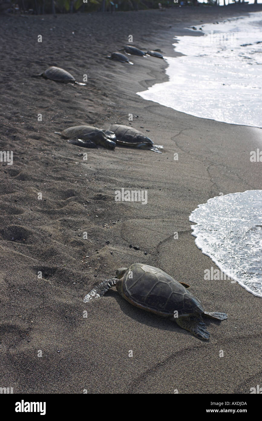 Seven Turtles and Surf: At least seven endangered and protected ...