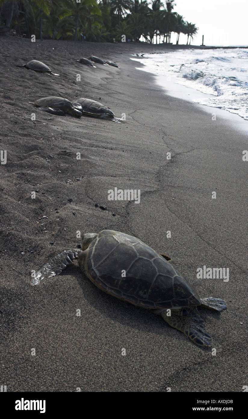 Seven Turtles on the Beach: At least seven endangered and protected ...