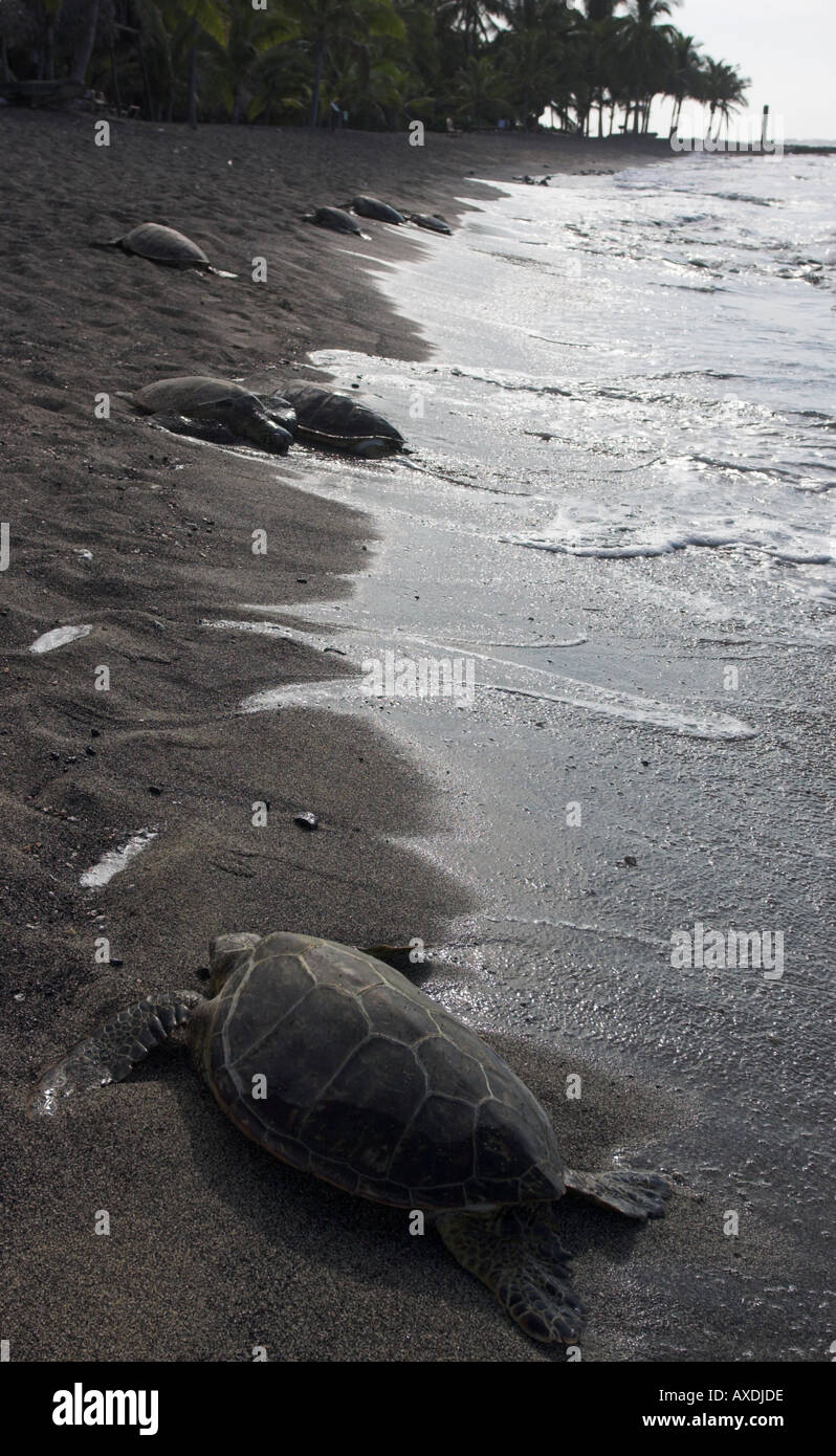 Seven Turtles on the Edge: At least seven endangered and protected ...