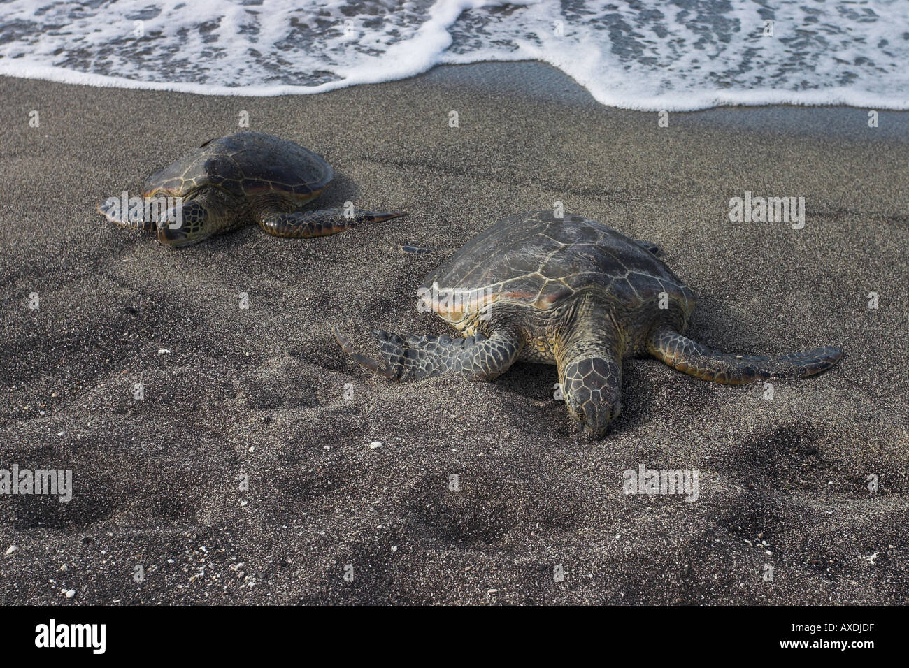 Sea Turtles Emerging: Two endangered and protected Hawaiian sea turtles ...