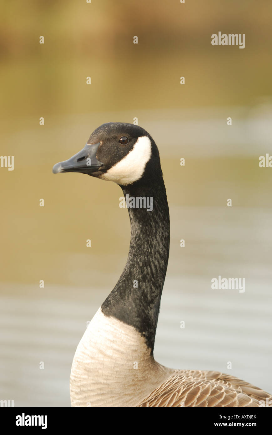 Male Canada Goose Stock Photo - Alamy