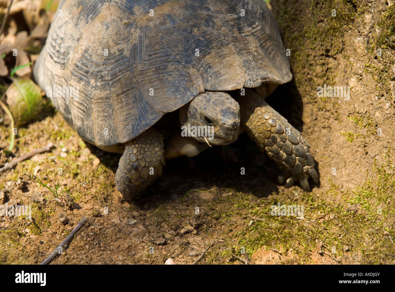 Tortoise house hi-res stock photography and images - Alamy