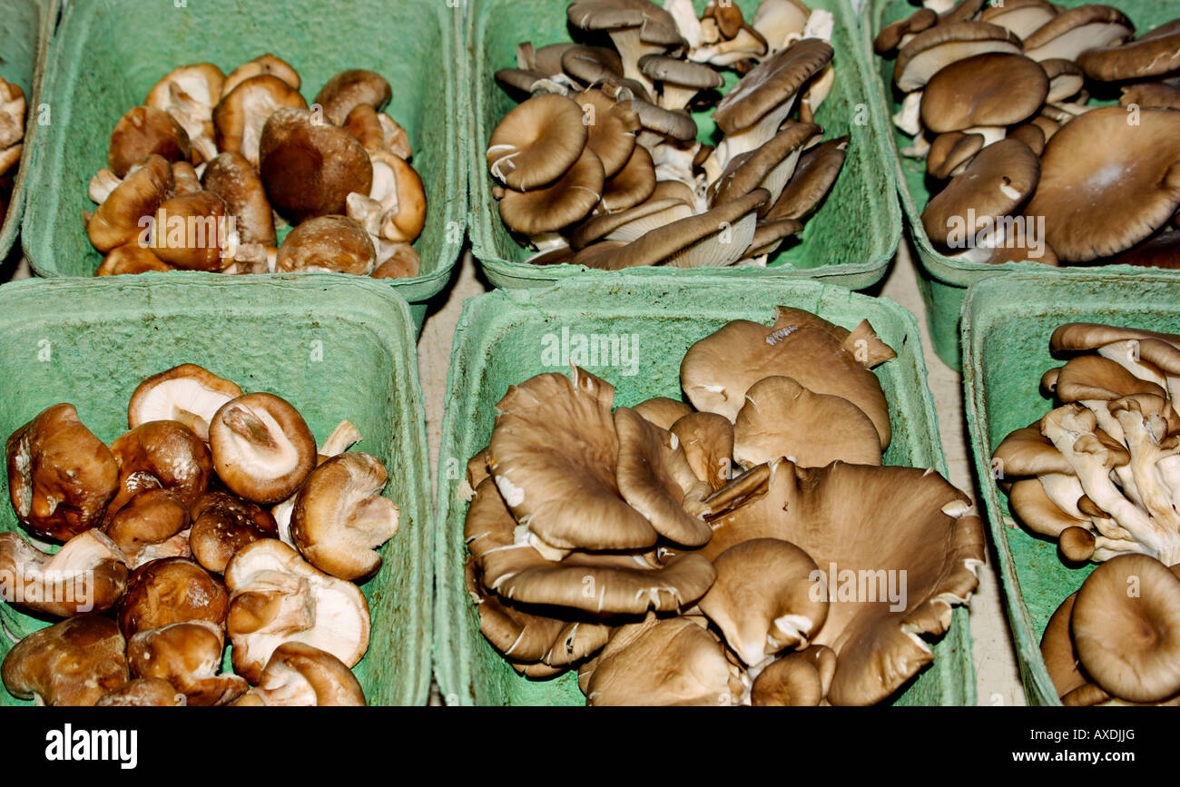 Assorted wild mushrooms at the Vancouver Farmer's Market Stock Photo ...