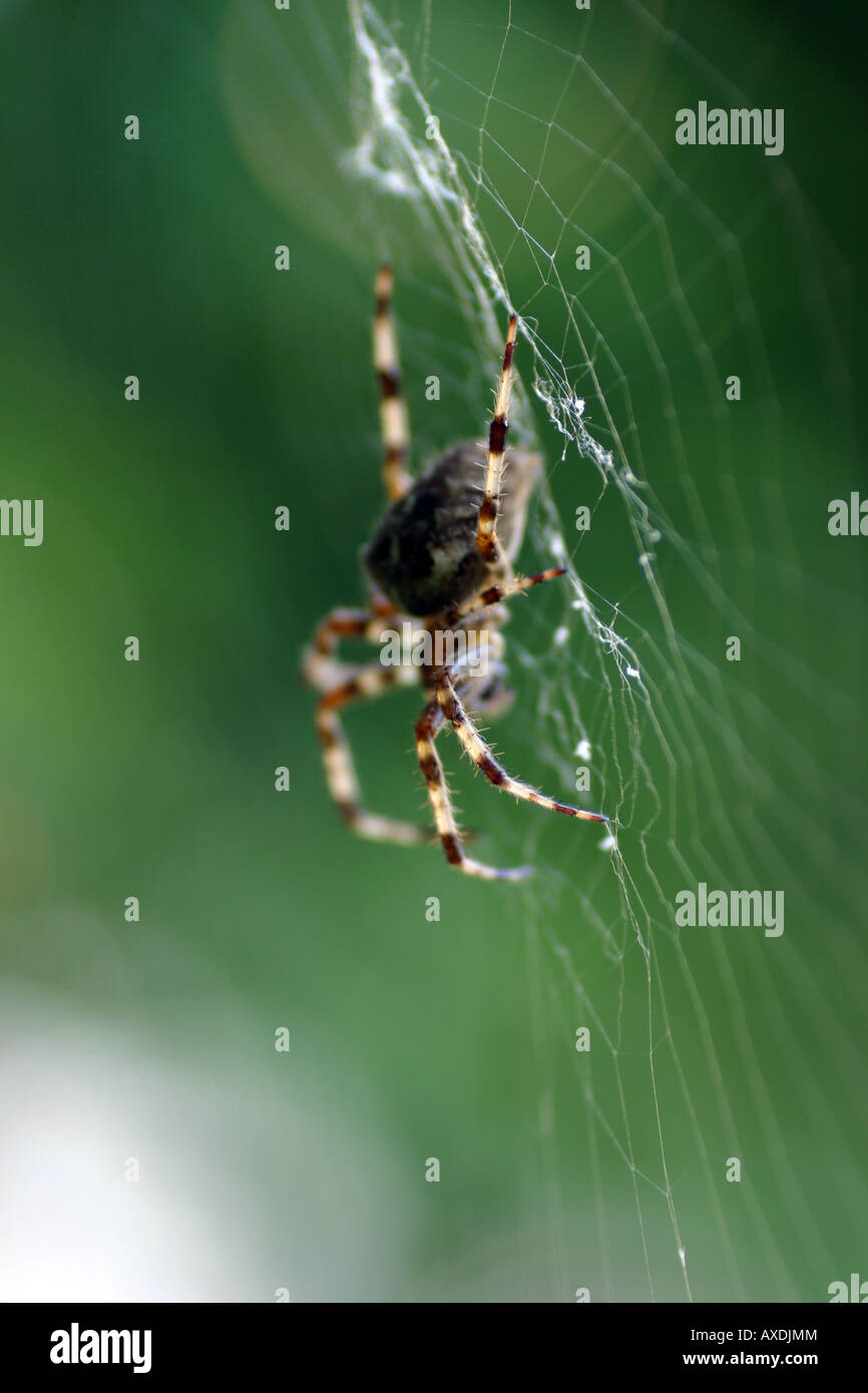 Spider on web Stock Photo - Alamy