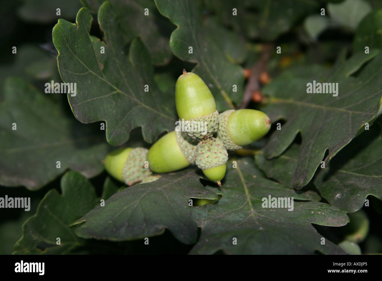 A number of healthy Acorns on an Oak tree in England Stock Photo - Alamy