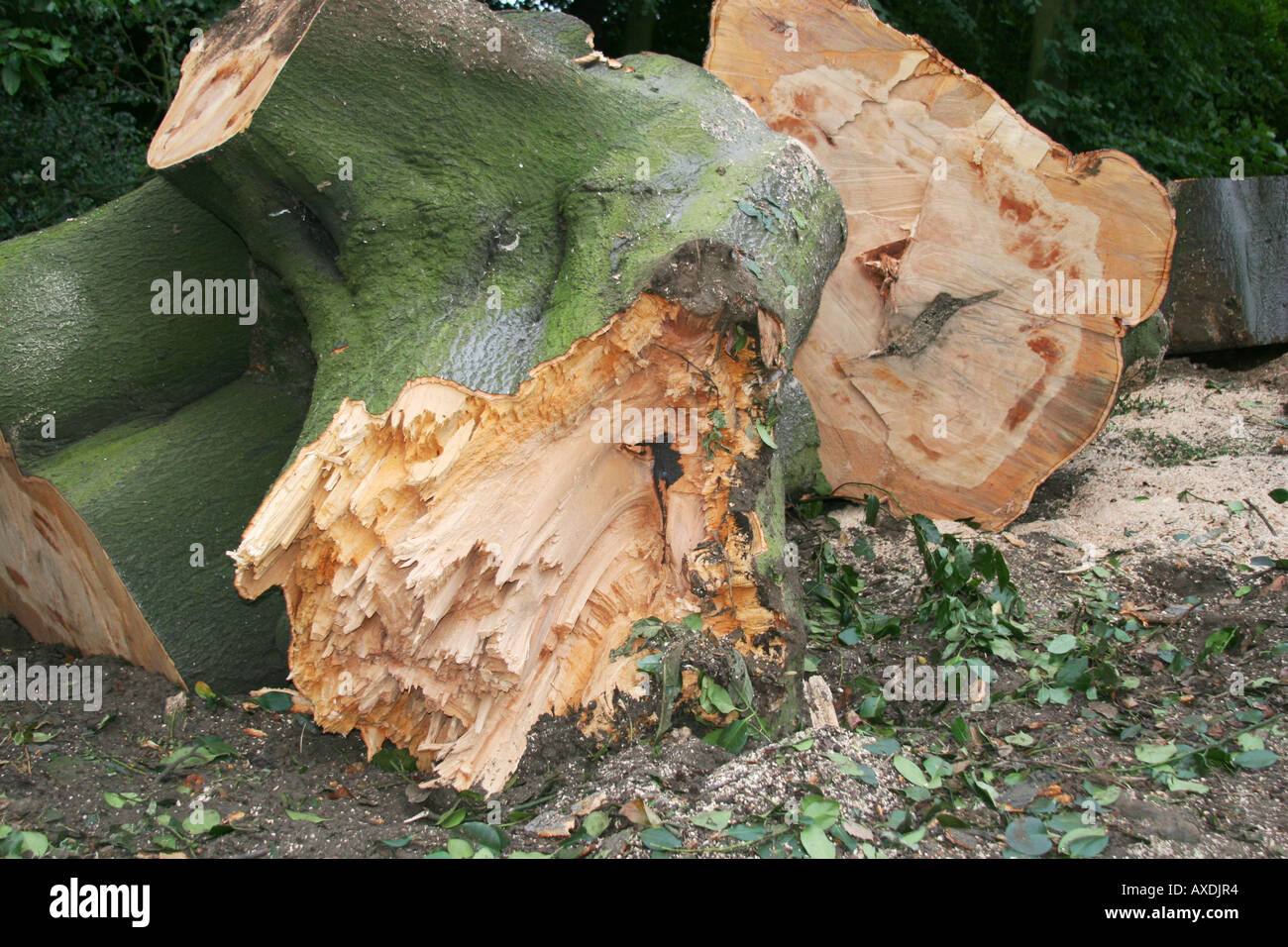 Cut and sheared section of large tree after felling Stock Photo - Alamy