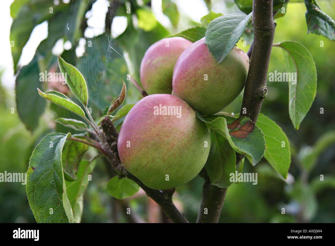 English eating apples on the tree Stock Photo - Alamy