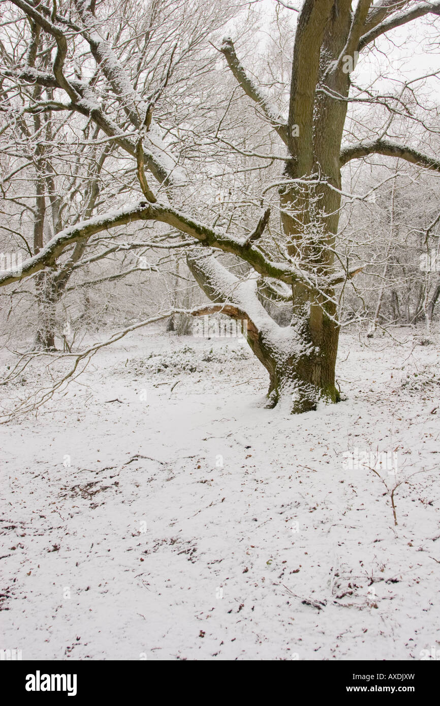 Snow covered tree portrait Stock Photo - Alamy