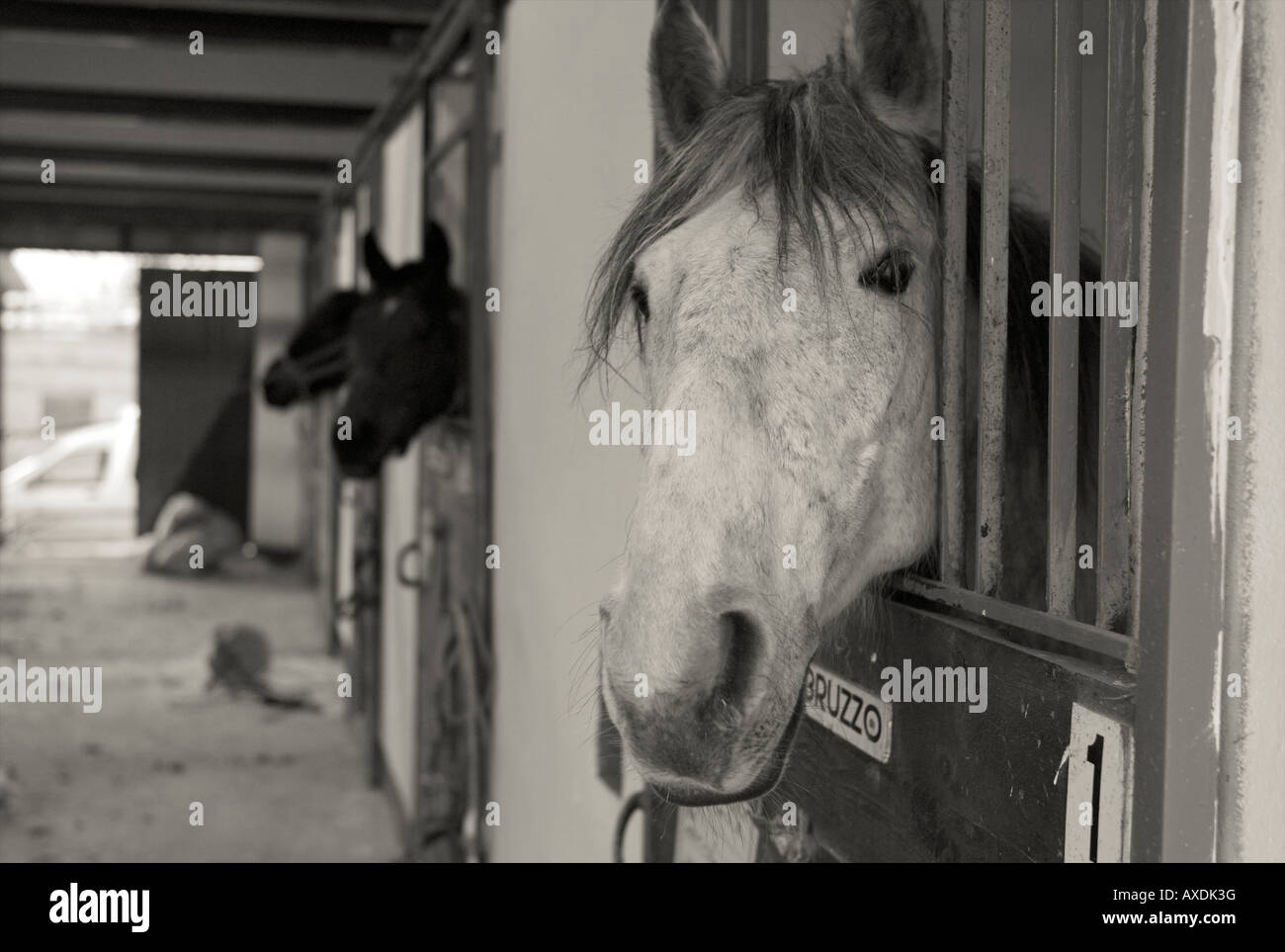 Horse inside hi-res stock photography and images - Alamy