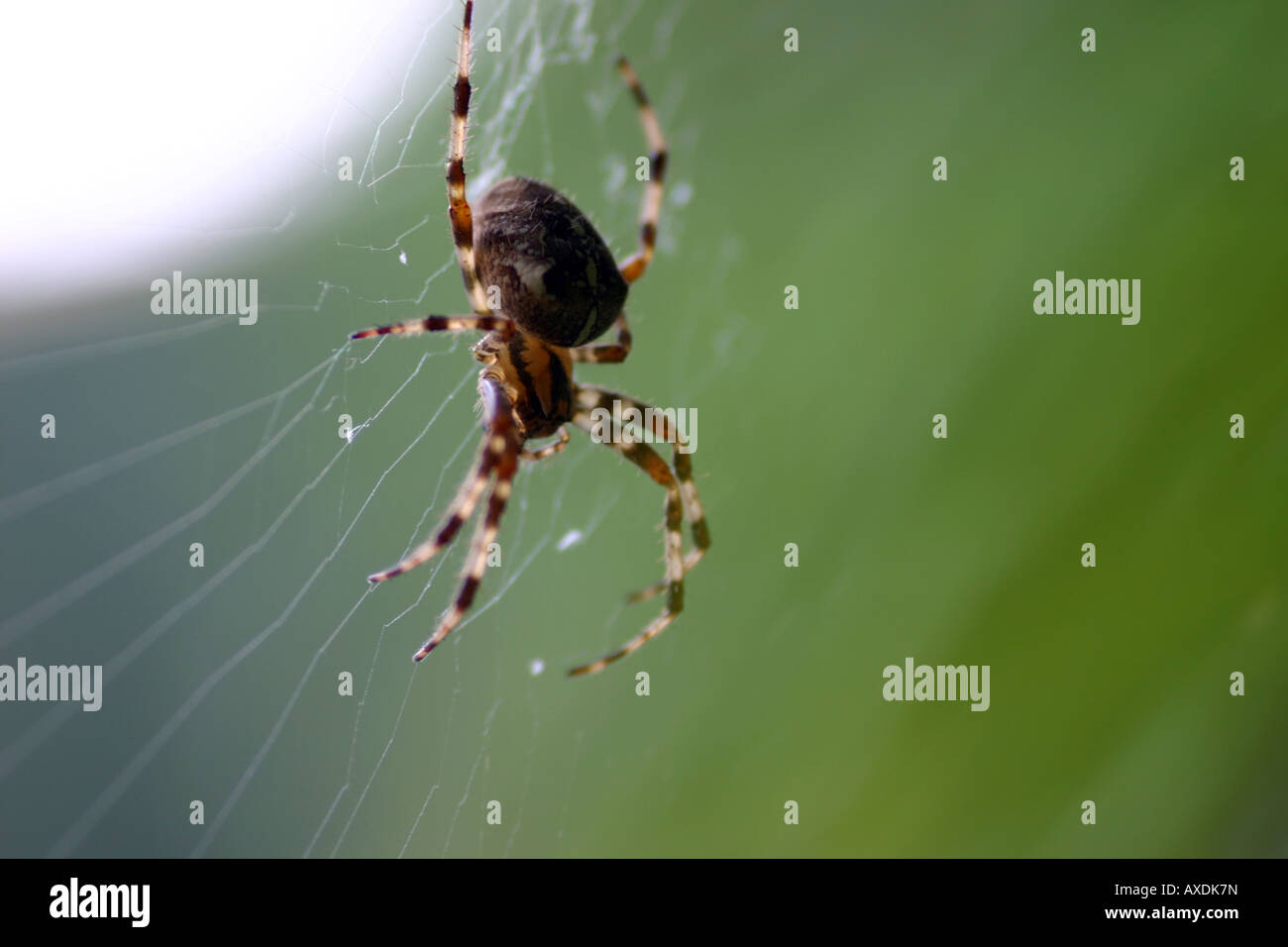 Spider on web Stock Photo - Alamy