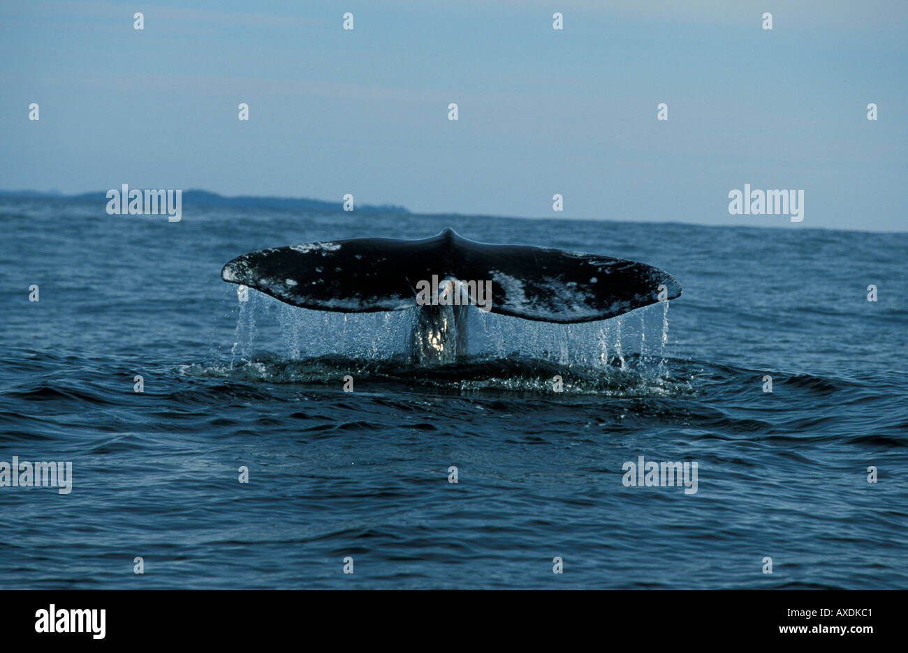 A pacific gray whale dives off the coast of Vancouver Island while ...