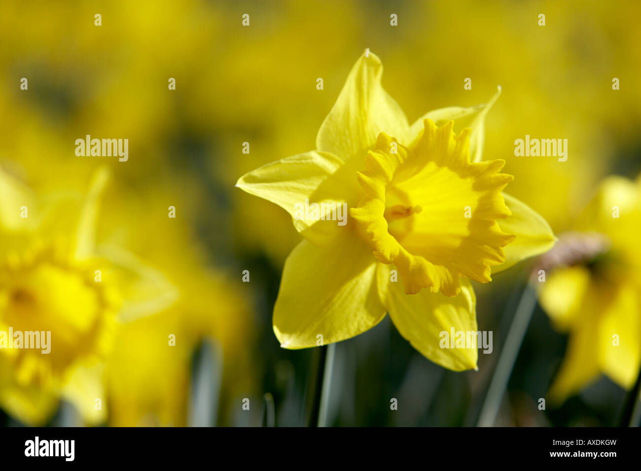 Daffodil in field of daffodils Stock Photo - Alamy