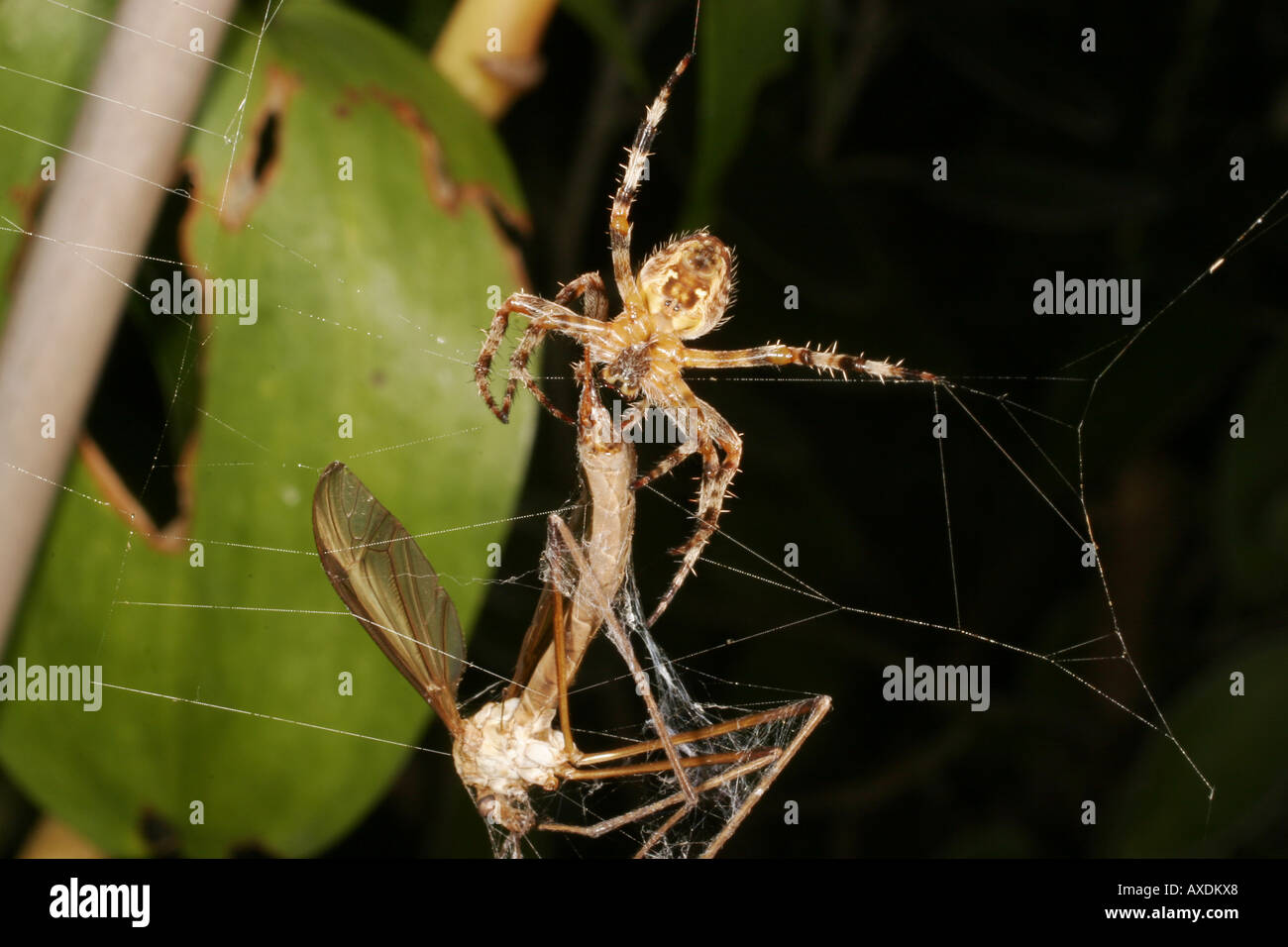 Spider crane hi-res stock photography and images - Alamy
