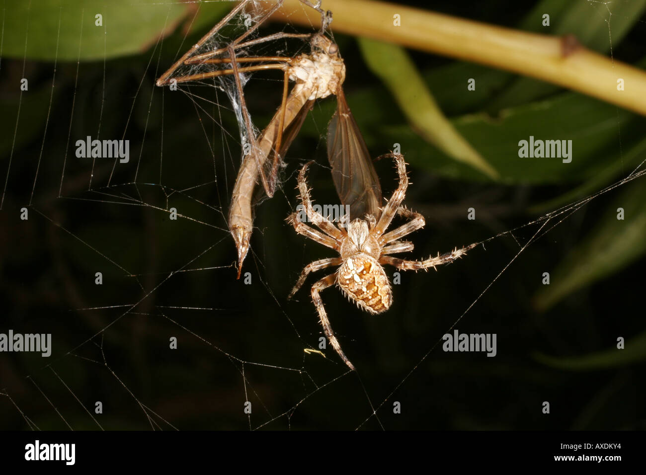 Spider crane hi-res stock photography and images - Alamy