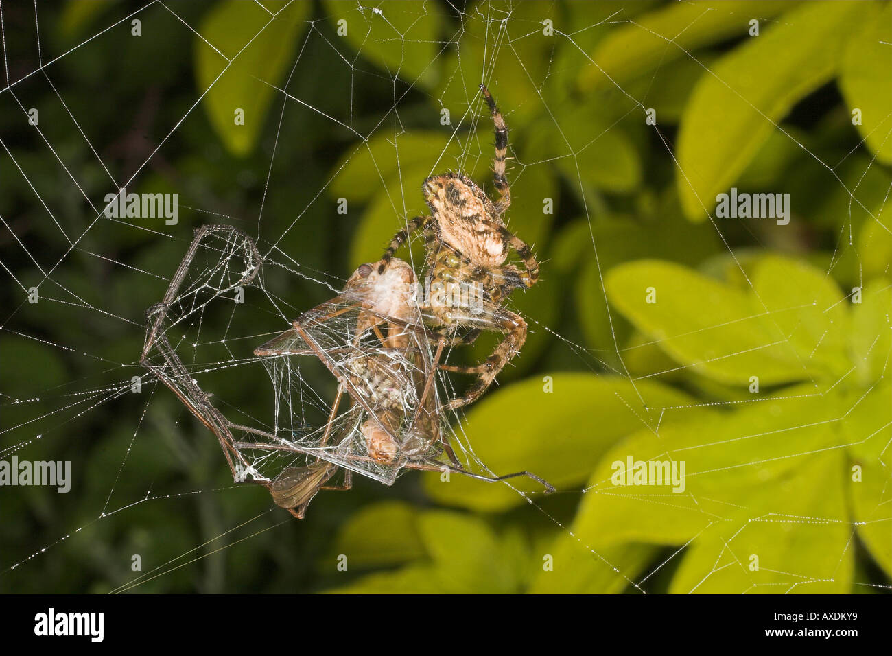 Spider crane hi-res stock photography and images - Alamy