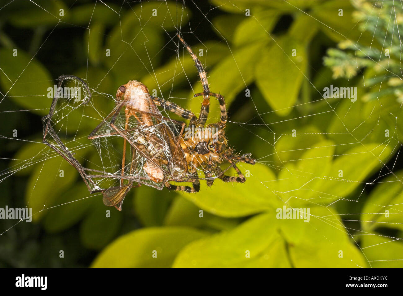 Spider crane hi-res stock photography and images - Alamy
