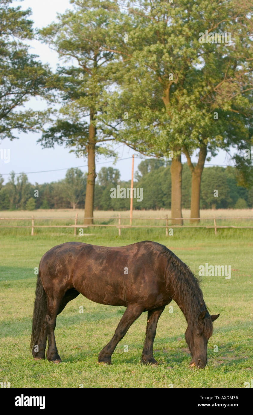 Horse biting grass in summertime Stock Photo - Alamy