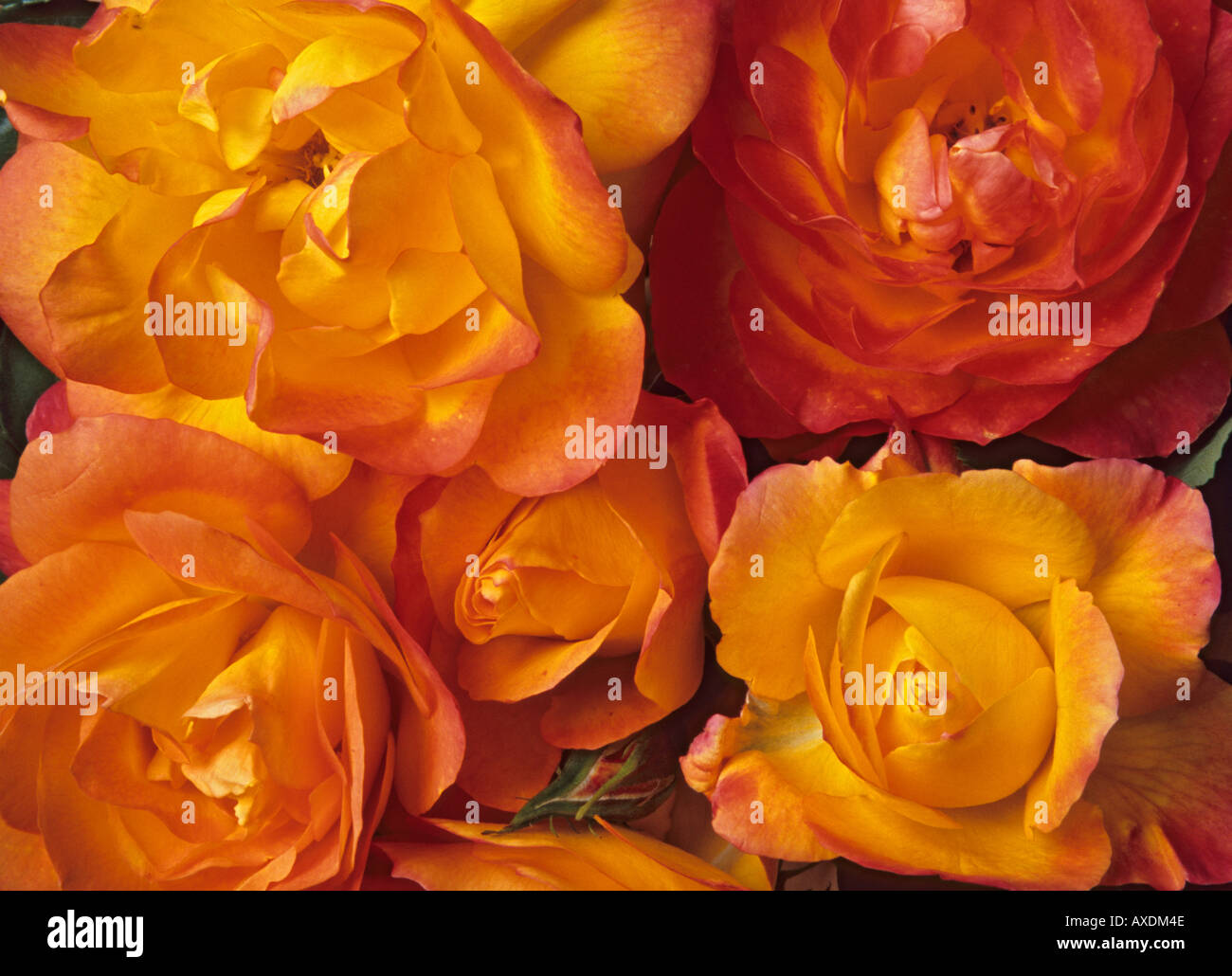 Shades of orange rose hi-res stock photography and images - Alamy