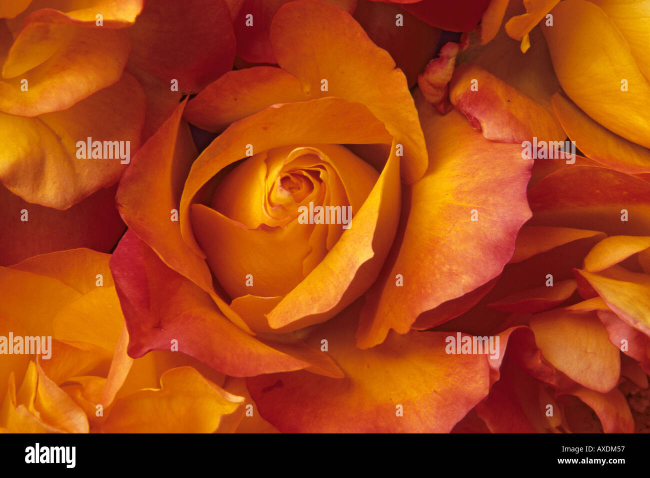 Shades of orange rose hi-res stock photography and images - Alamy